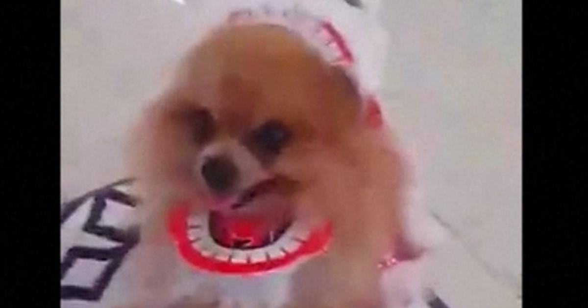 Watch Cute Pomeranian Perform Chinese Lion Dance