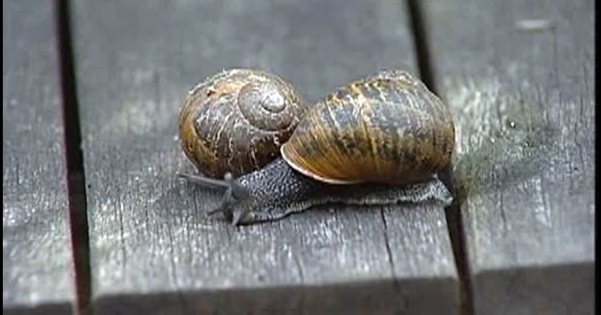 A snail’s pace is actually quite quick