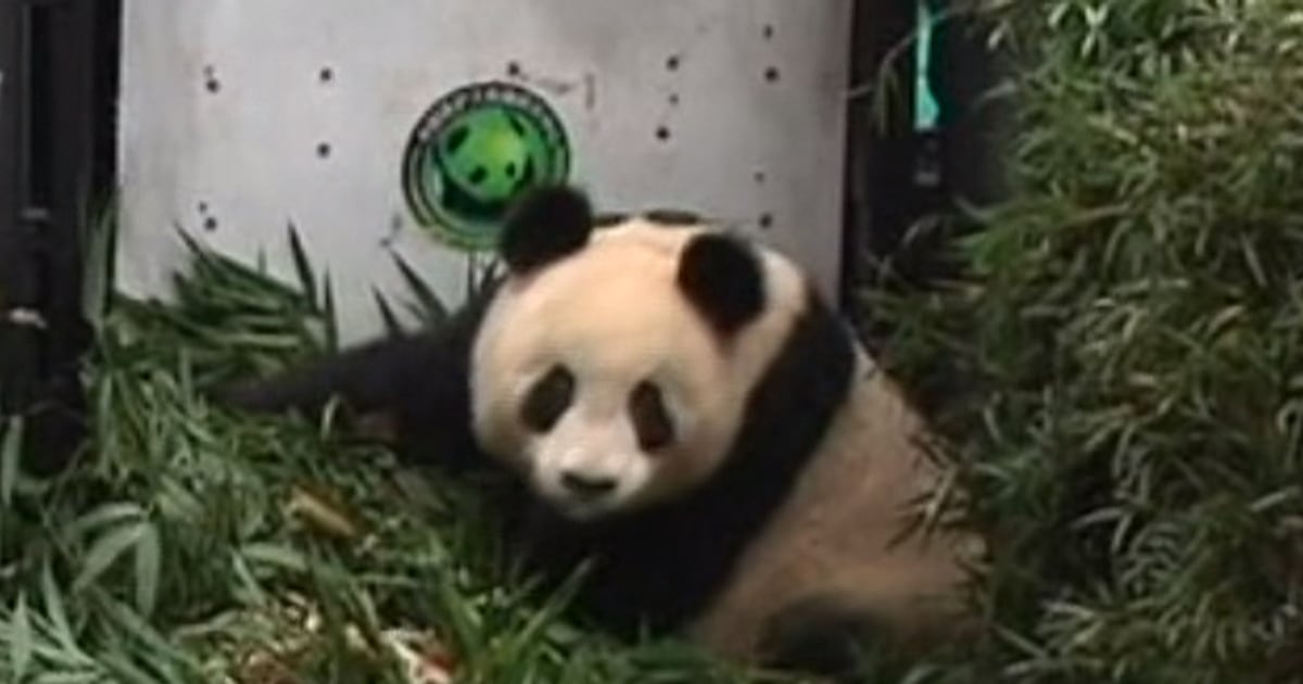 Giant Panda Makes Reluctant Step Into the Wild