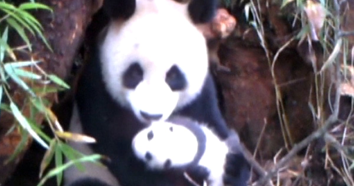 Rare Video of Giant Panda Cub in the Wild