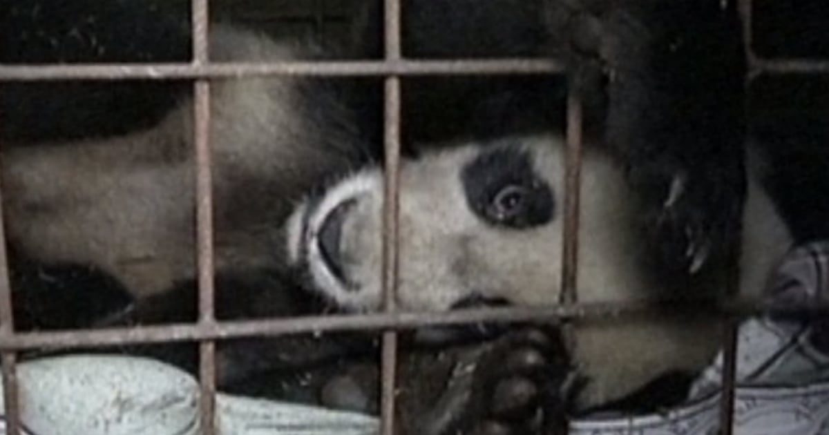 Giant Panda Gets Surgery After Being Attacked by Marten