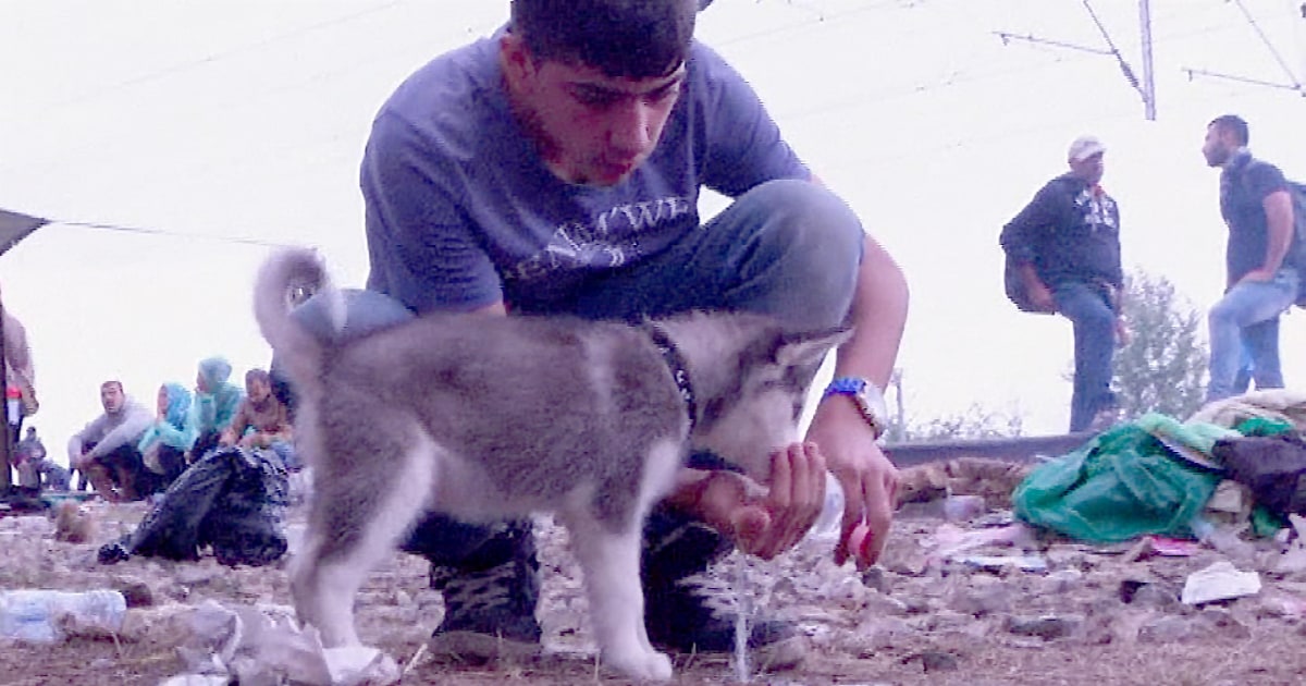 Puppy Love: Syrian Refugees Carry Their Husky Through Europe