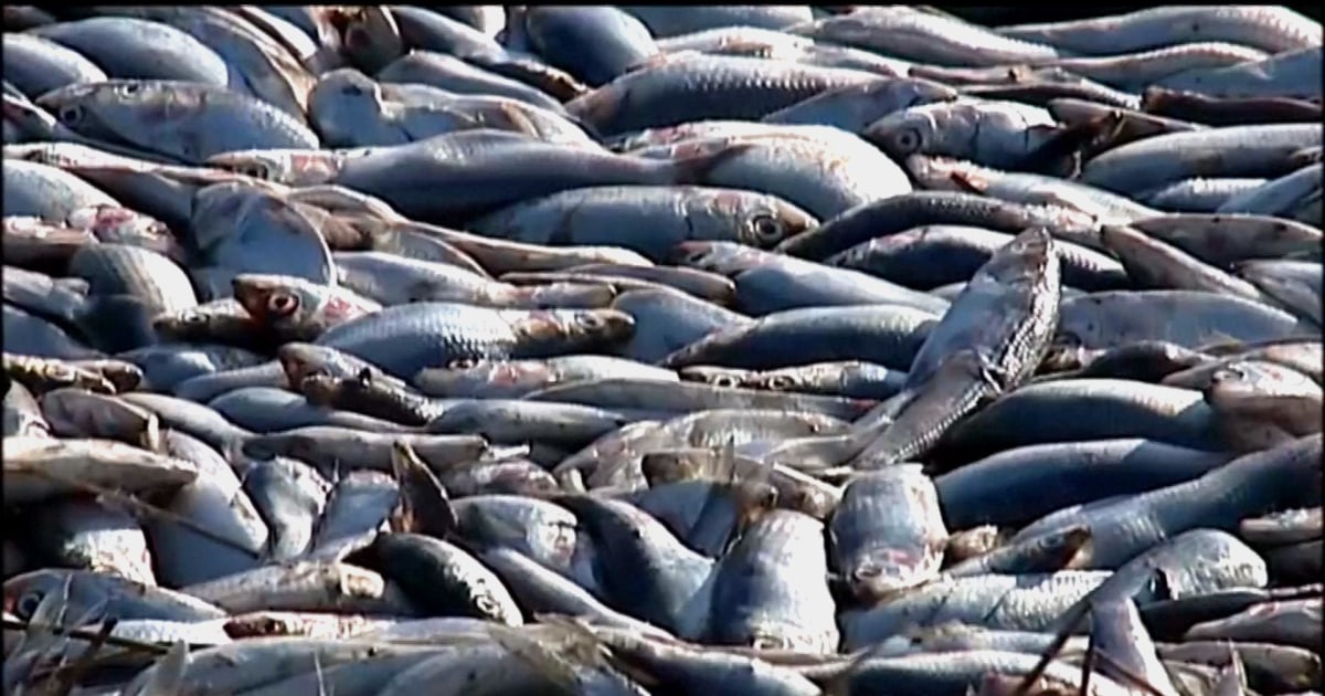 10,000 Tons of Dead Sardines Wash Ashore in Environmental Mystery
