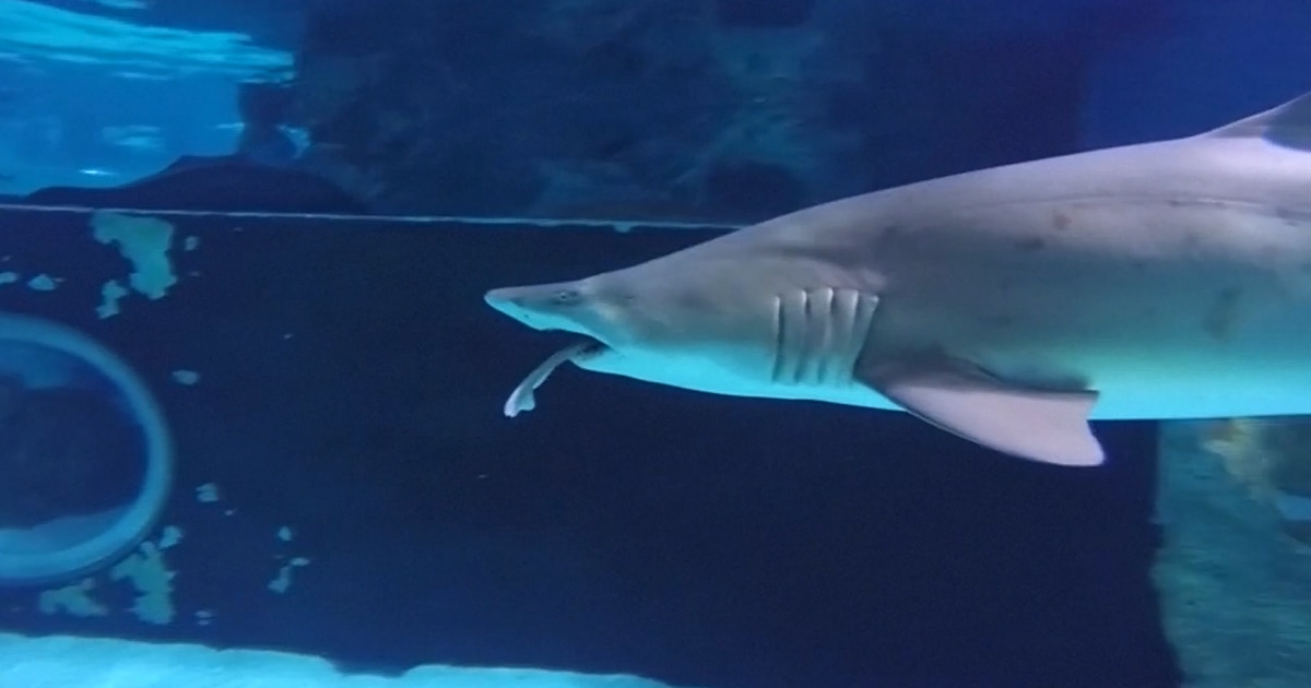 It's Shark Eat Shark in South Korean Aquarium