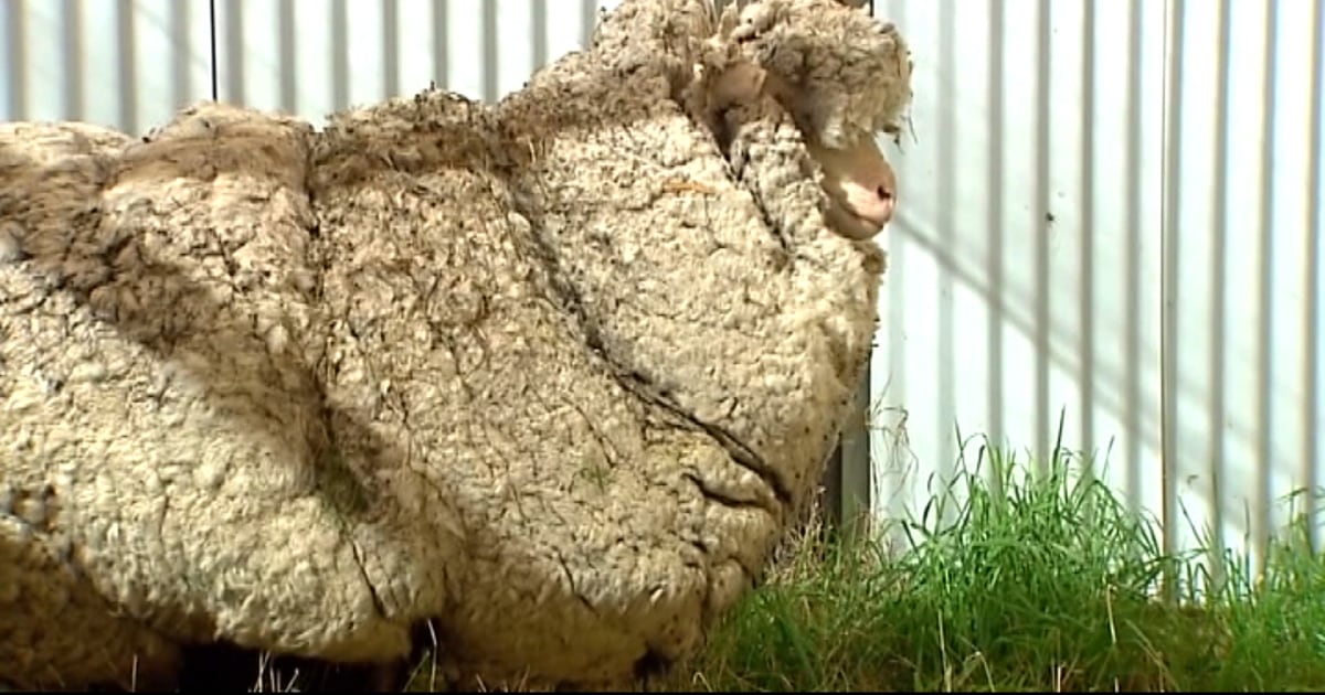 Chris the Aussie Sheep Produces 'Record Fleece'