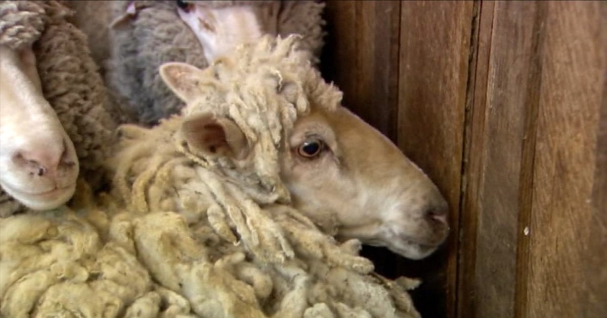 Sheila the Sheep Shorn for First Time in Six Years After Getting Lost