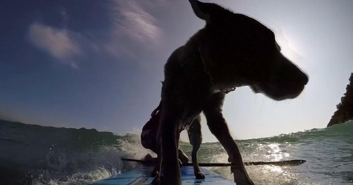 Surfing Dogs Ride the Waves in Australia