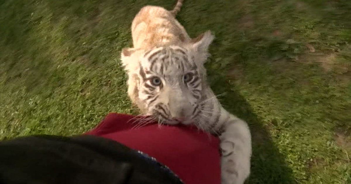 Rare White Tiger Cub Gets Feisty After First Vaccination