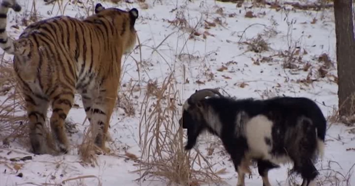 Feisty Goat Still in Charge in Tiger's Cage