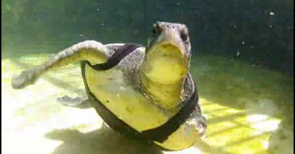 US Aerospace Design Helps Save 'Freedom' The Turtle