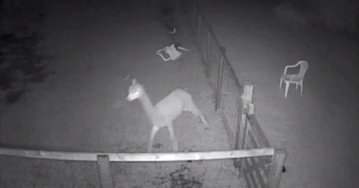 Two Men Wanted for Alpaca Attack in the UK