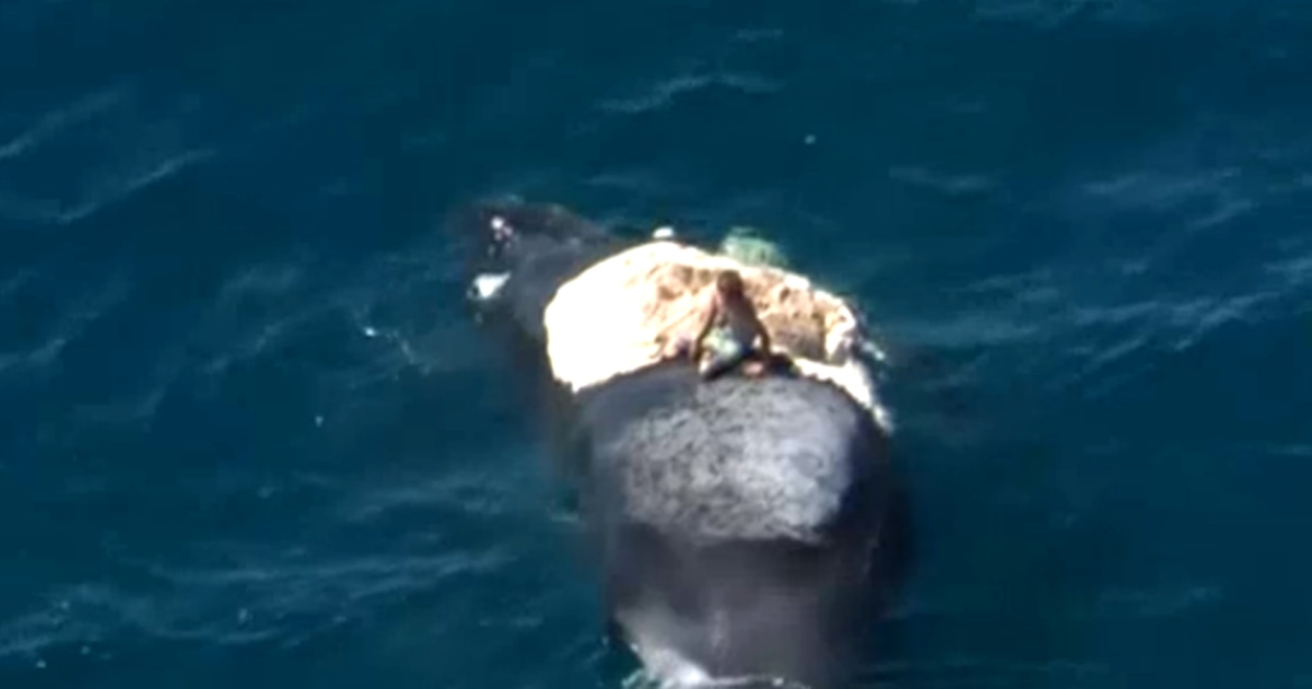 Australian Man Rides Dead Whale As Sharks Circle