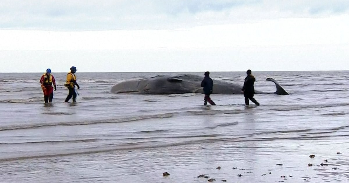 Whale Stranded on Beach for Second Time in a Few Weeks
