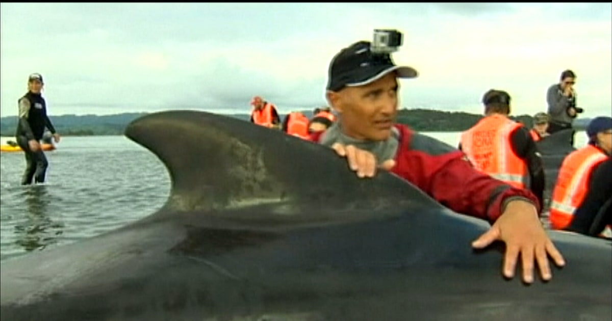 Volunteers Guide Stranded Whale Pod to Open Water