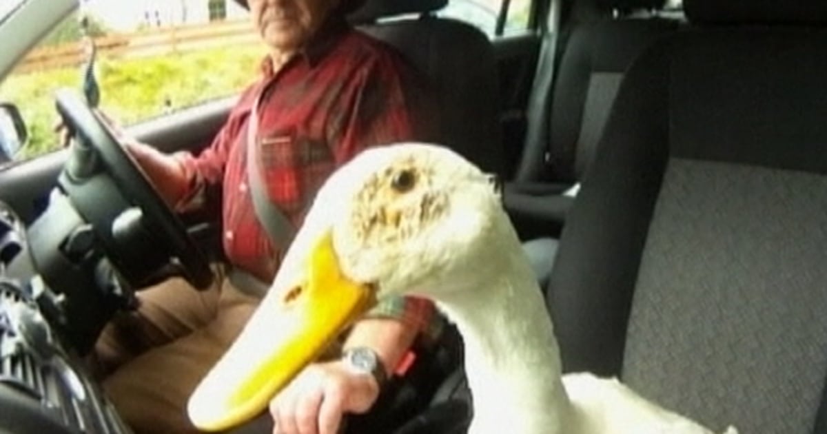 Devoted duck is one man's best friend