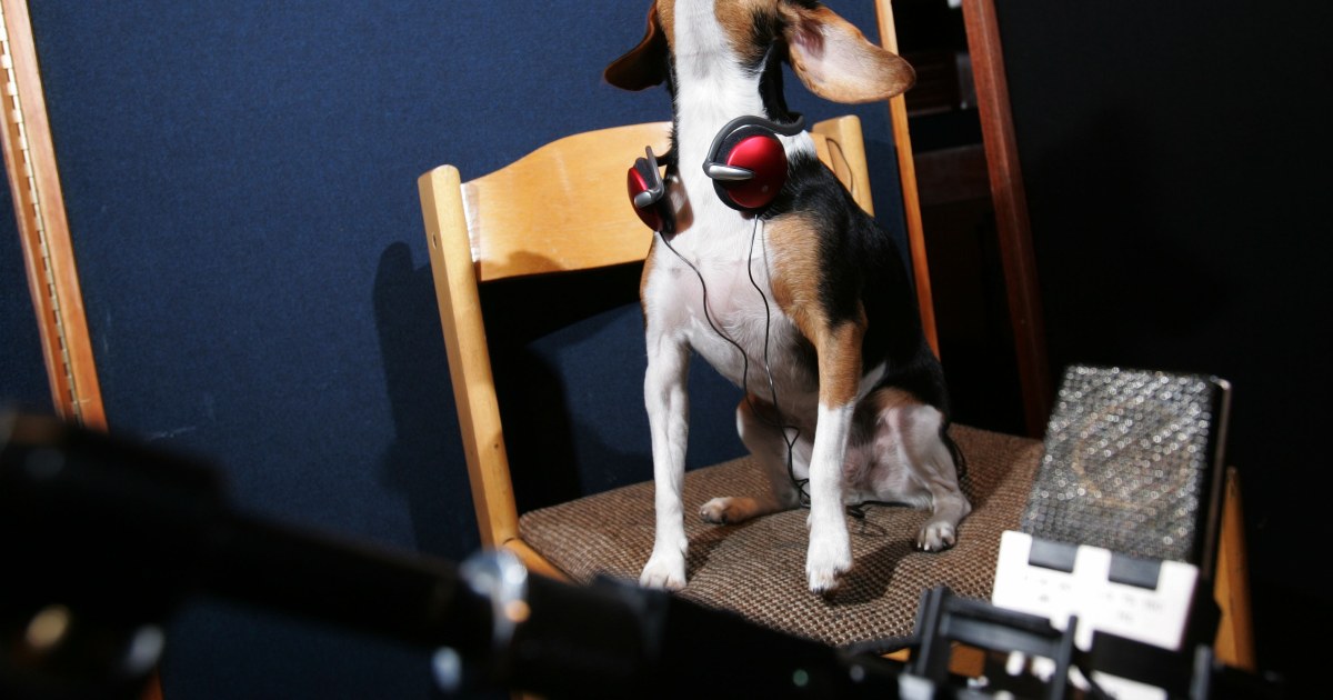 Fun pet events around the country