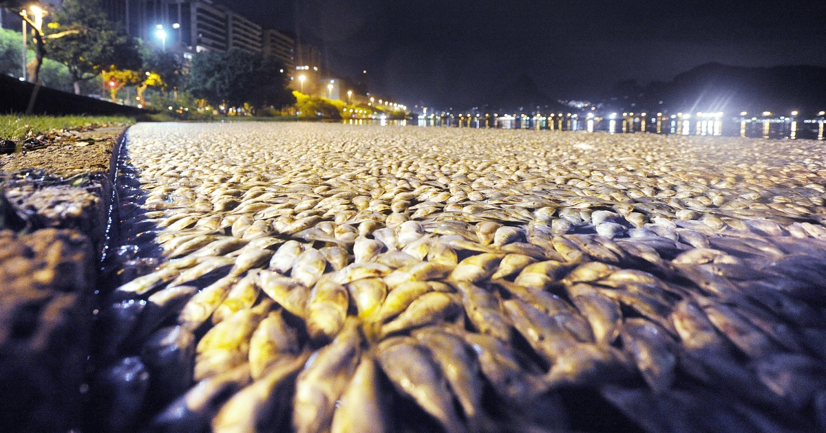 Thousands of dead fish raise stink at Rio lagoon