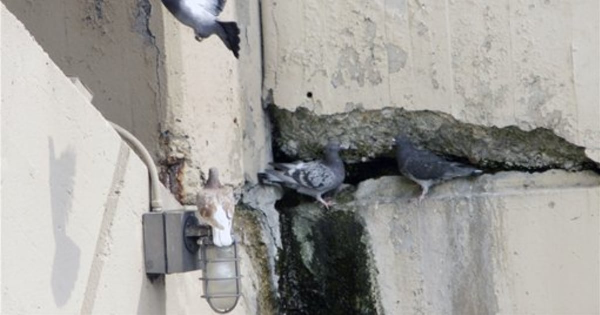 Collapsed bridge had pigeon problem