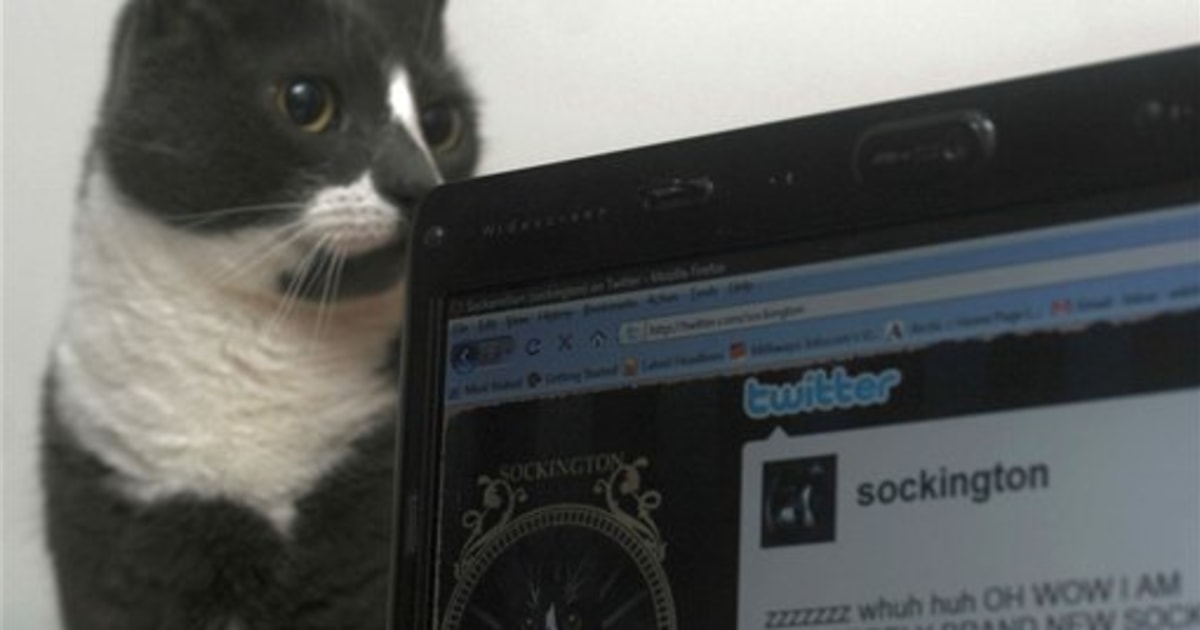 Twitter followers paw over feline