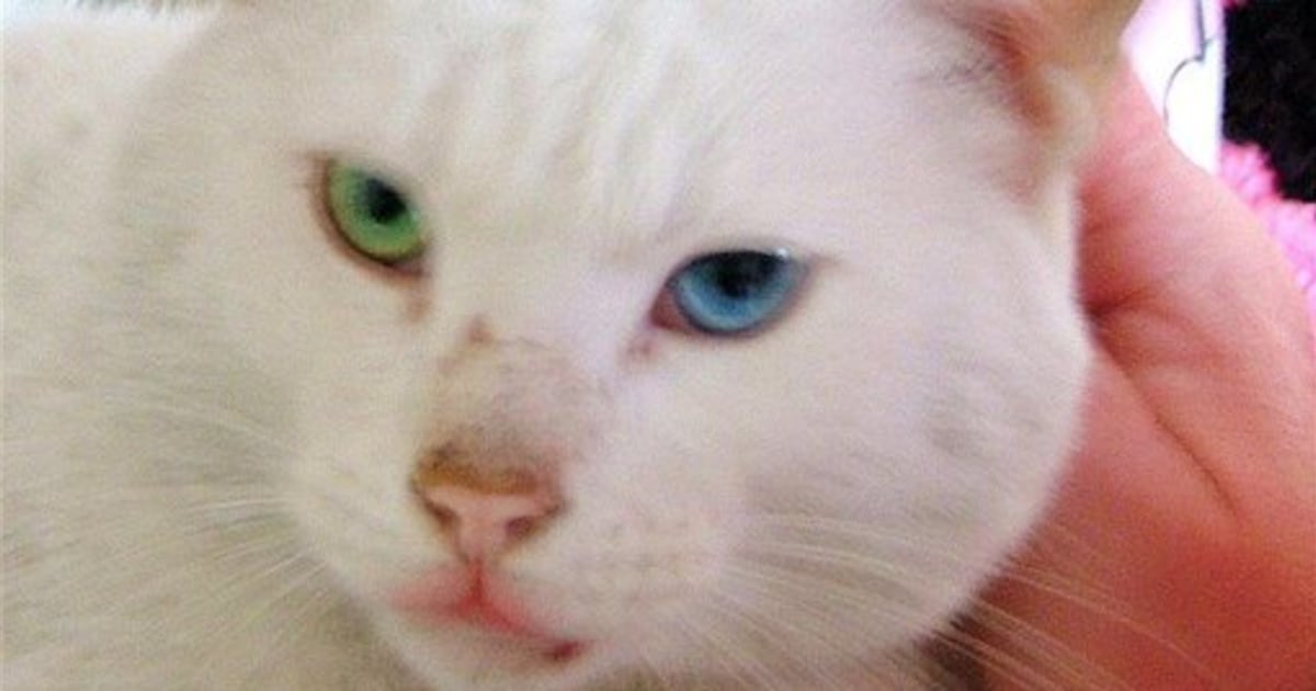 Stowaway cat survives 17-day container voyage