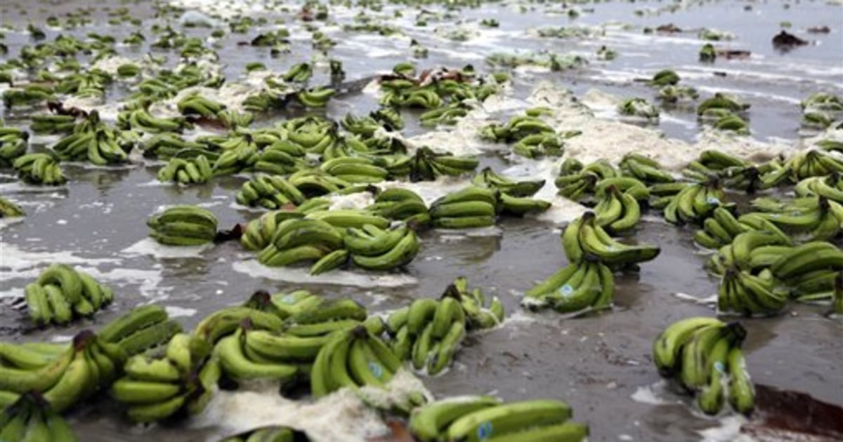 Storm delivers surprise gift to islands: bananas