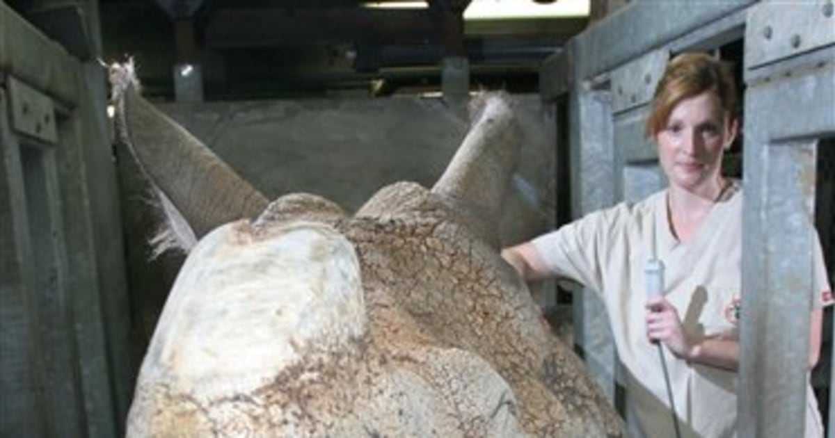 Rhino conception marks reproductive first