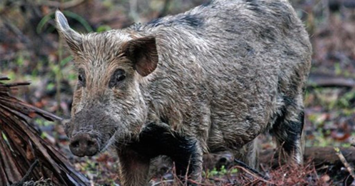 Wild pigs make unwelcome homes on the range