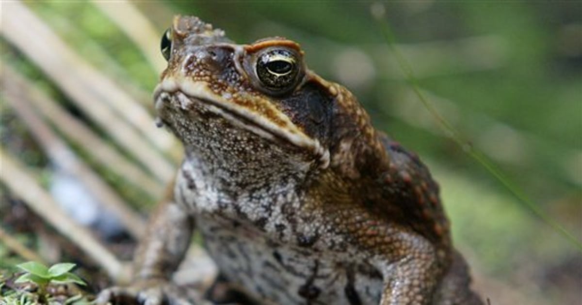 Extermination day nears for Aussie toxic toads