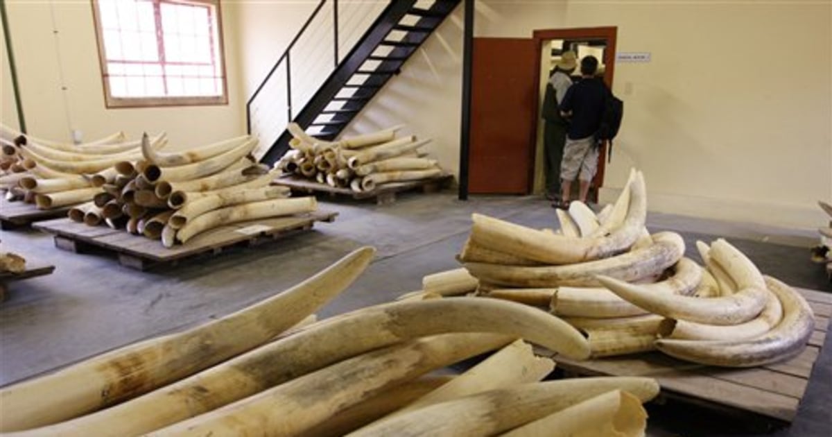 Ivory auctions raise about $15 million in Africa