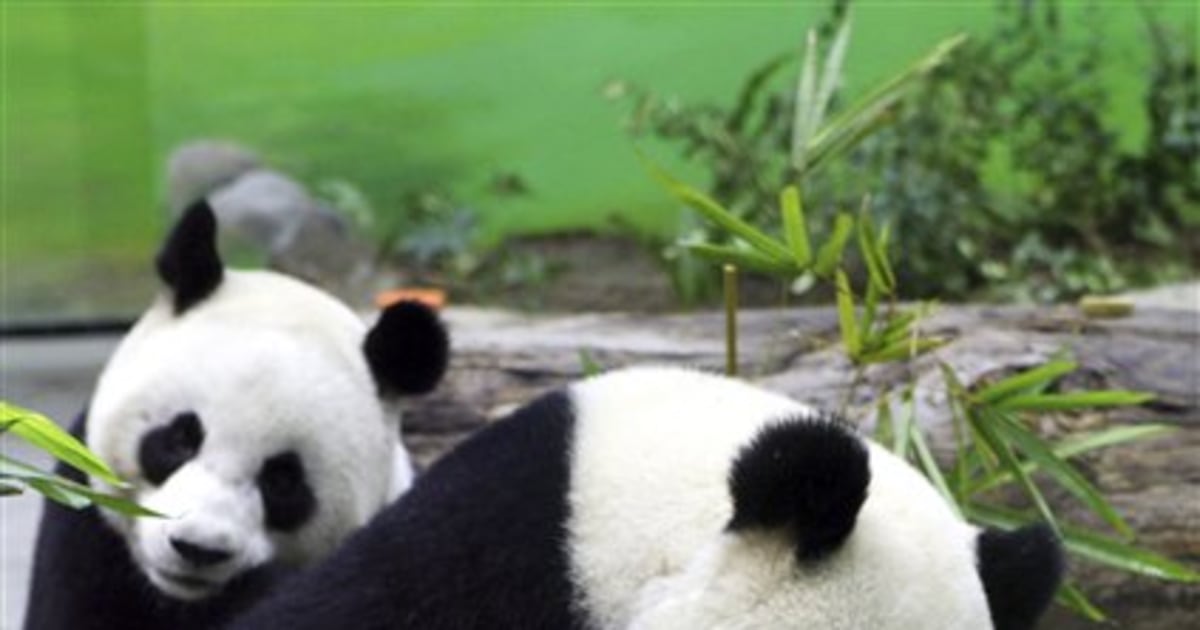 Expert: Separate pandas to rekindle affection