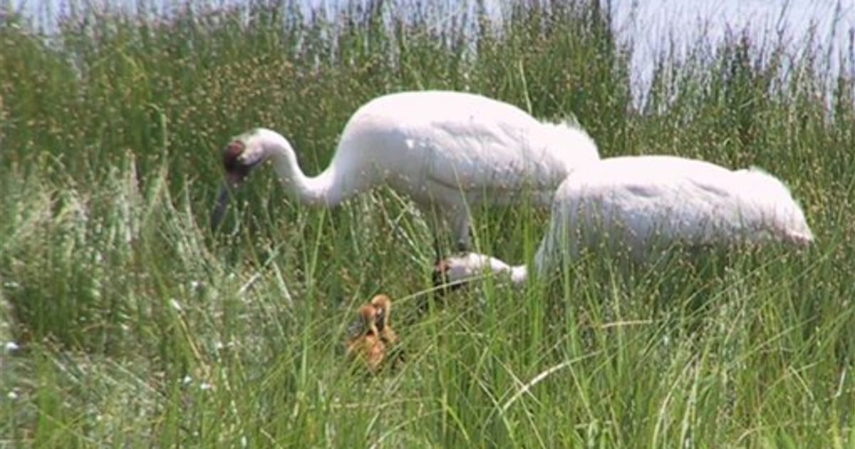 Released whooping cranes hatch chicks in wild