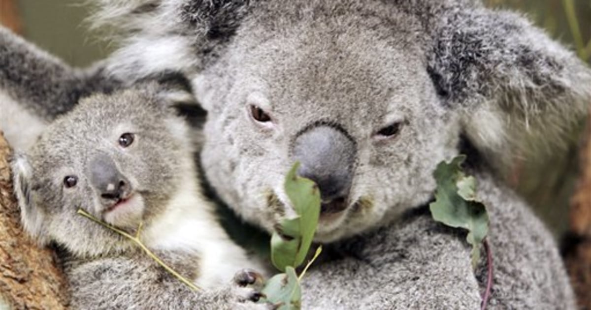 Koalas at risk from climate change, expert says