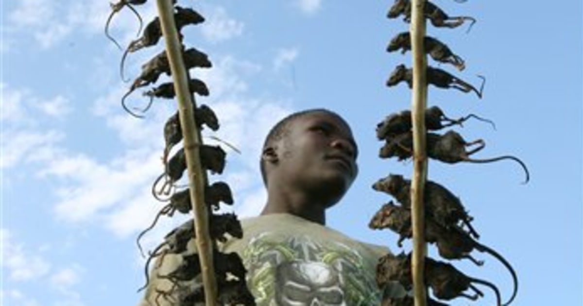 Mice, anyone? They make tasty meal in Malawi