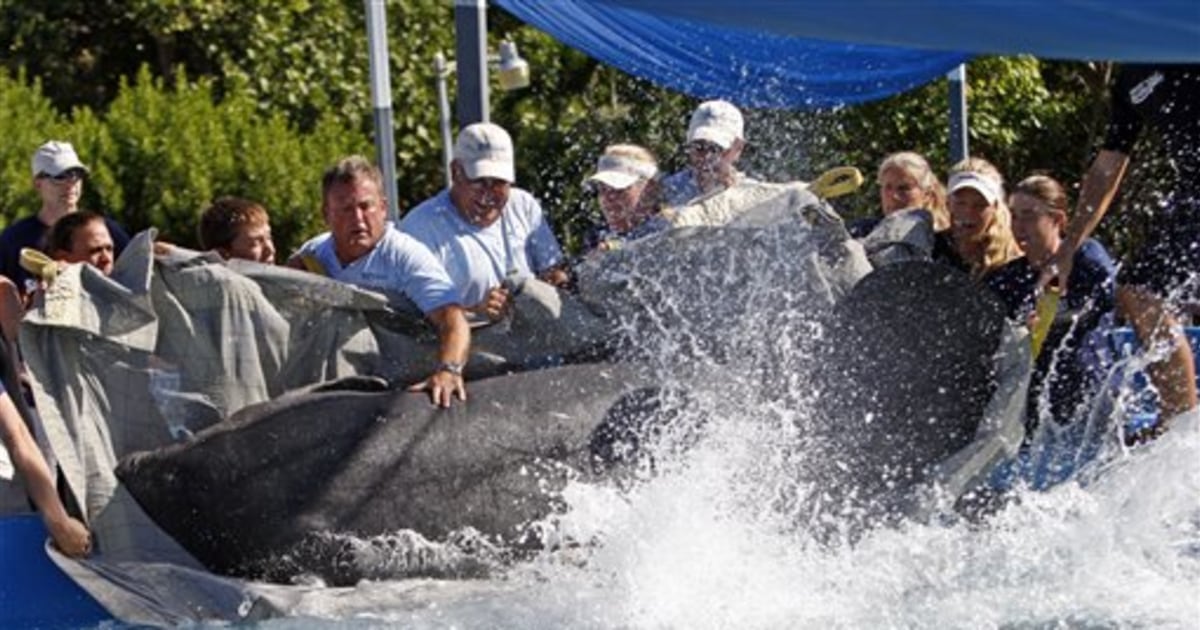 Wayward manatee is flown back to Florida