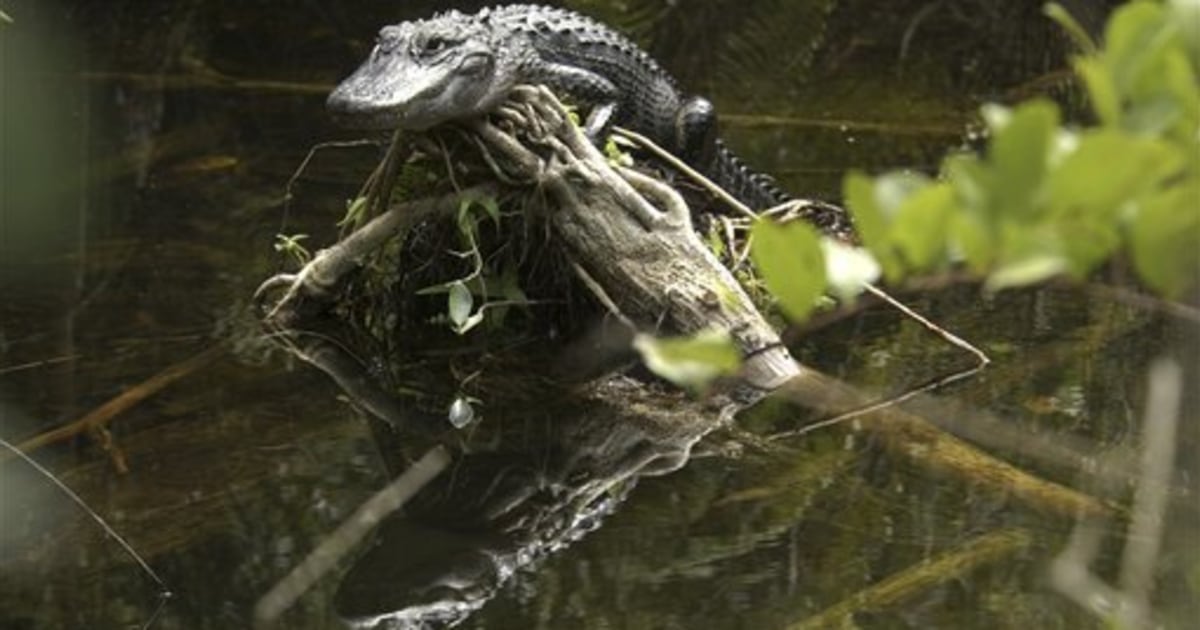 As Everglades dry up, so does cash for repairs
