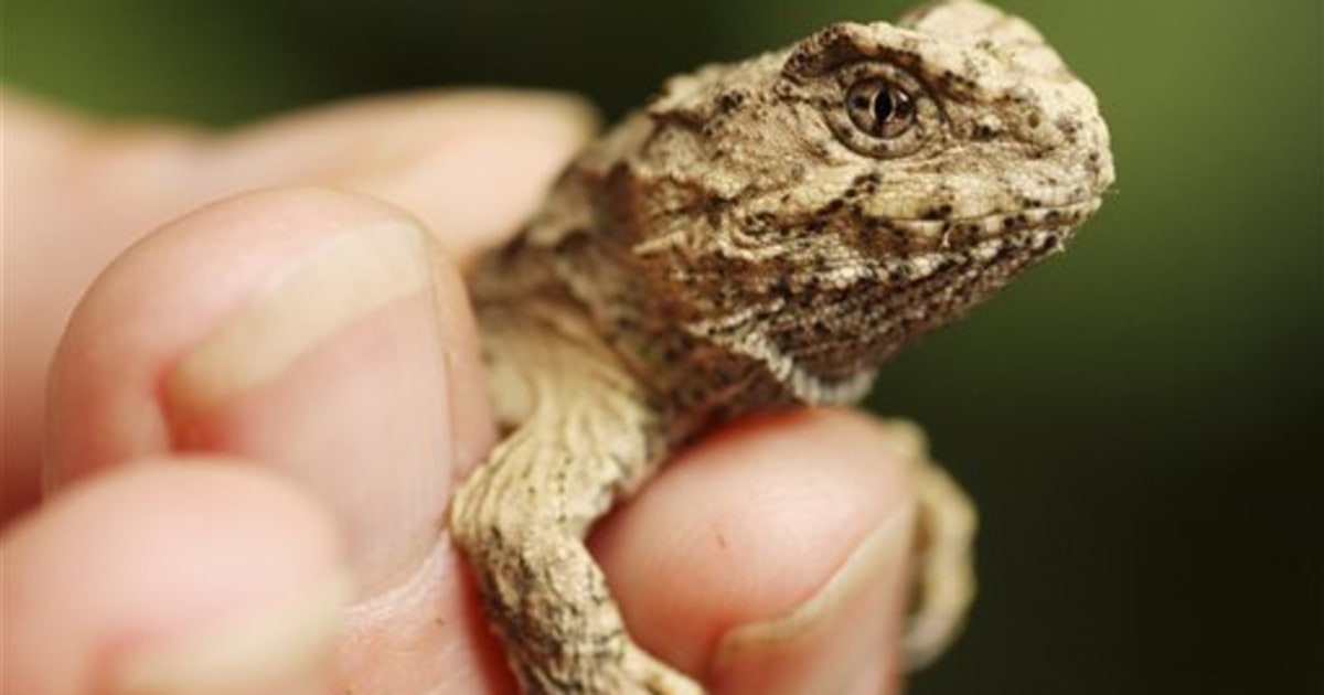 Rare reptile found first time in 200 years