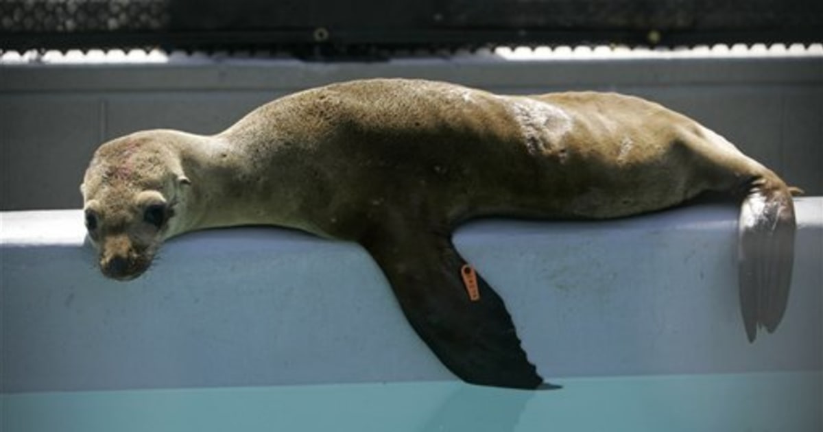 Sick sea mammals keep marine center busy