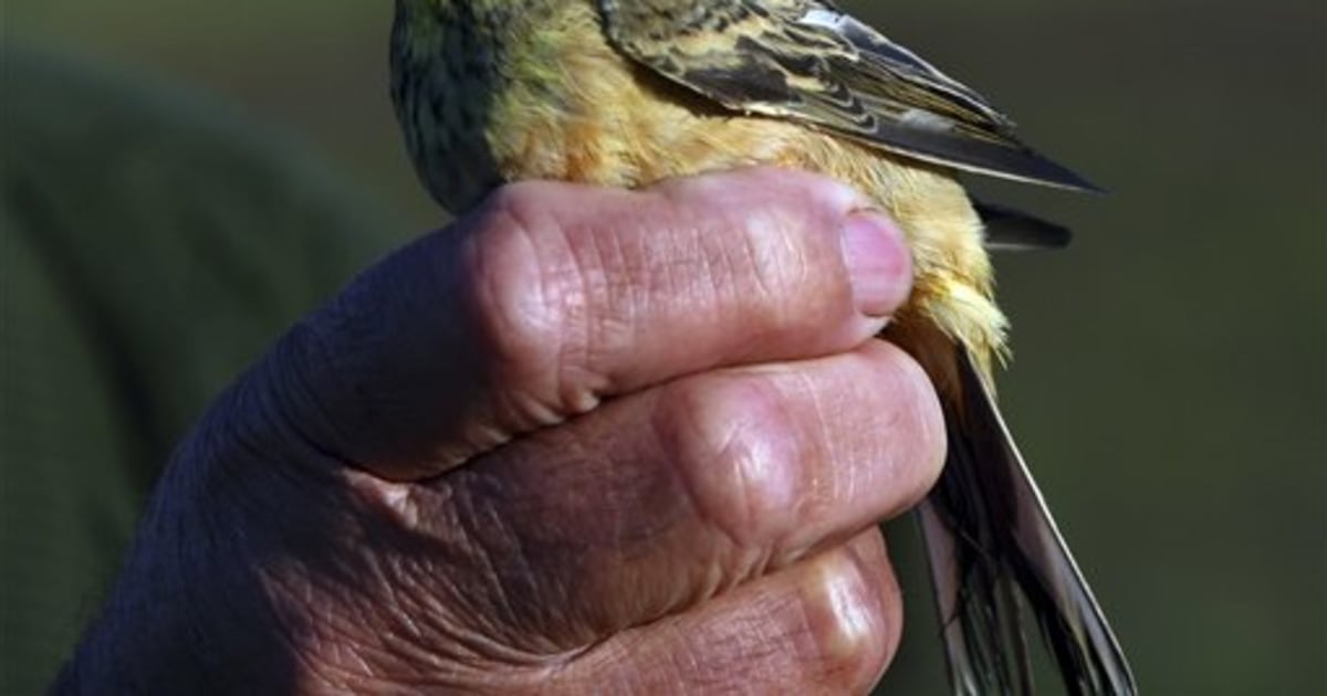Roasted songbird? French dish now a no-no