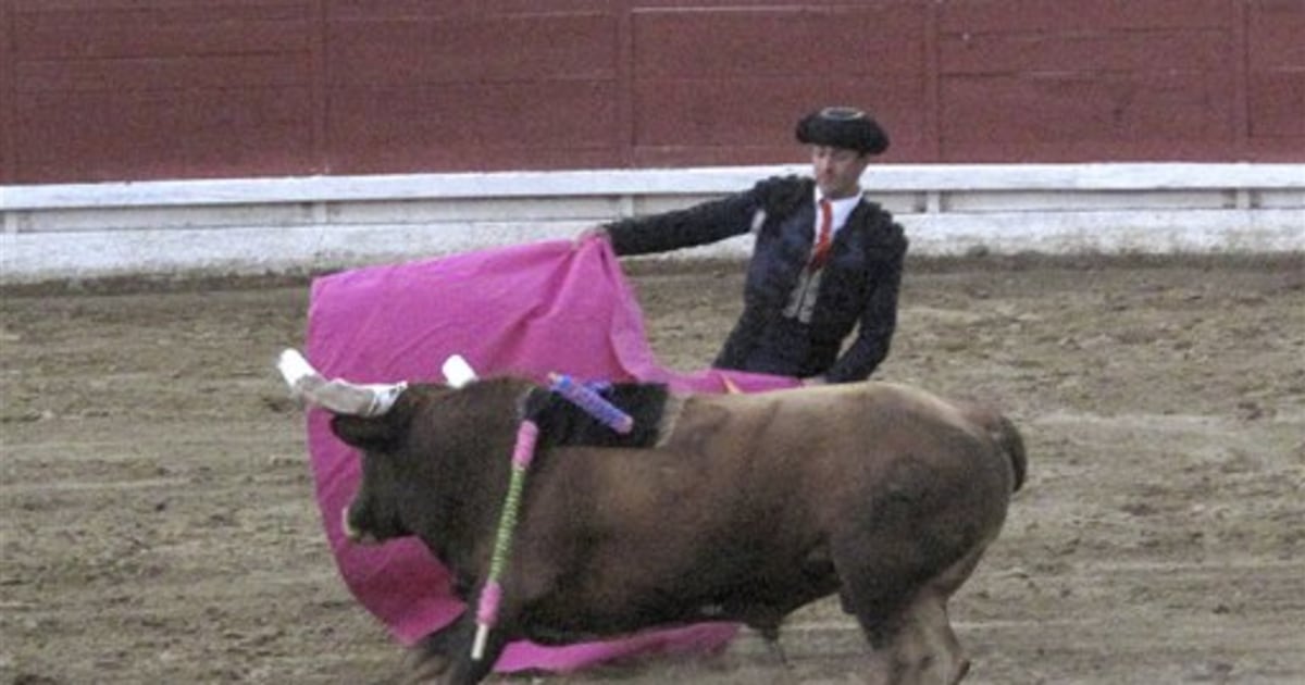 Bullfight melee renews animal-cruelty debate