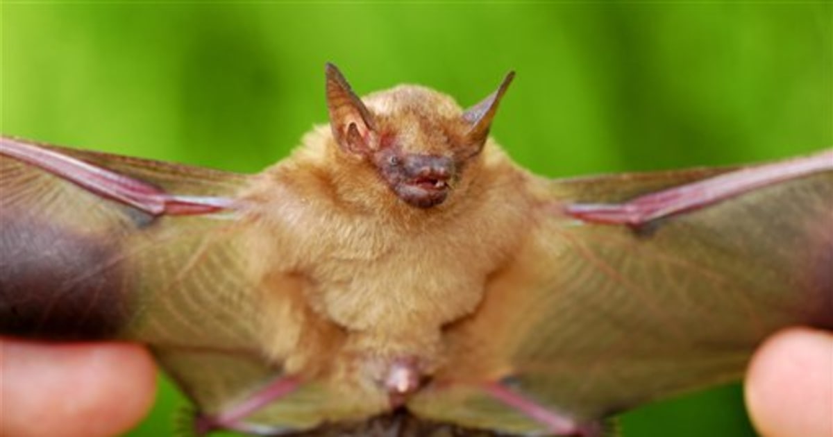 No joke! Win an auction, name a bat