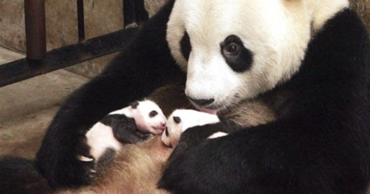 Let pandas die out, says noted naturalist