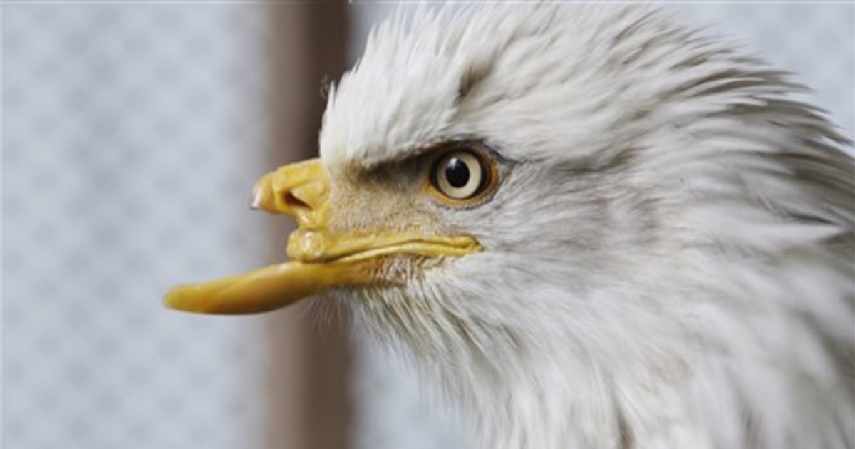 Disfigured bald eagle to get a bionic beak