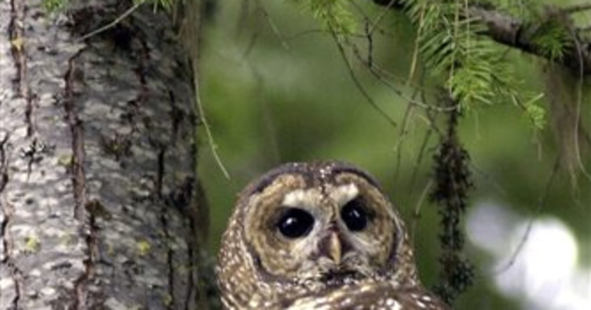 Review finds flaws in plan to save spotted owls