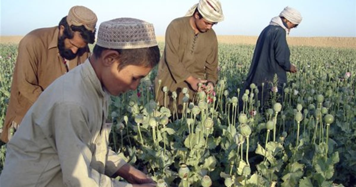 Sharp drop in Afghan, Colombia drug crops