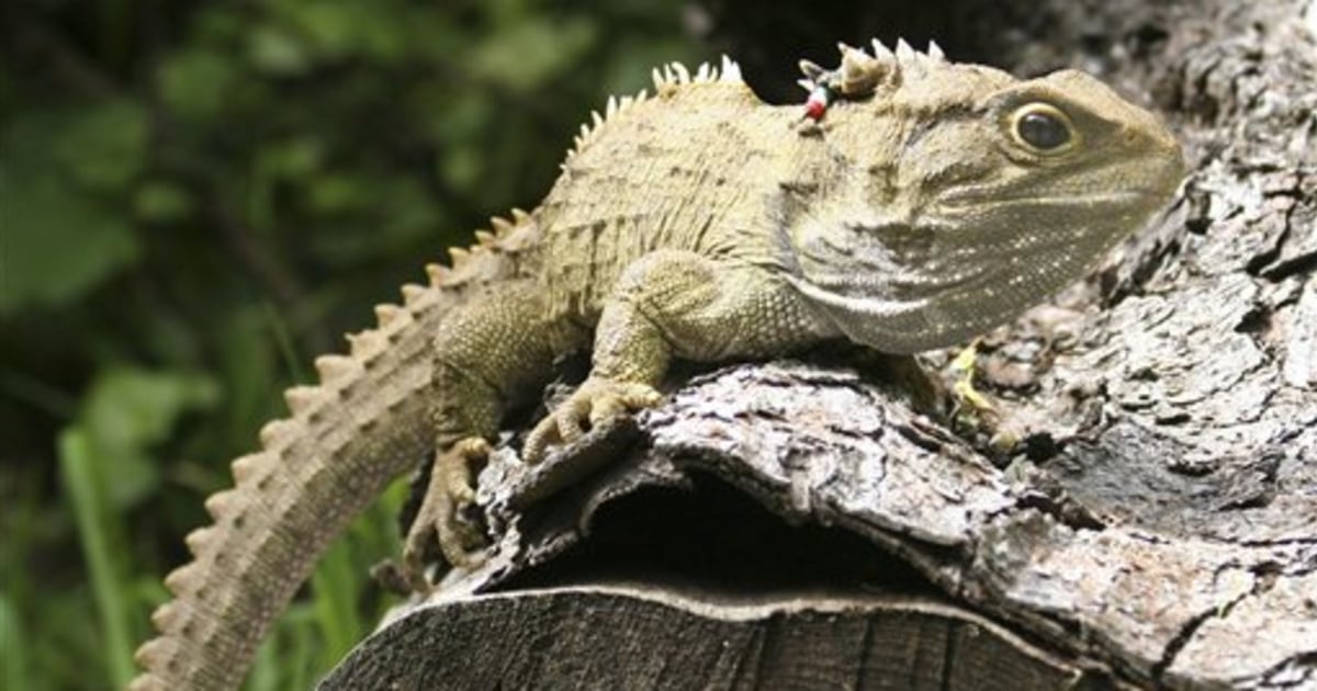 Prehistoric-age reptile found in New Zealand
