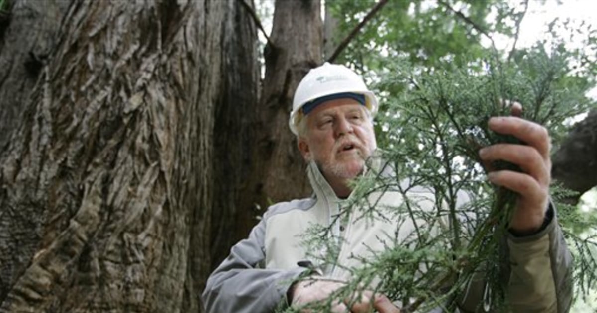 Arborist looks to cloning to save redwoods