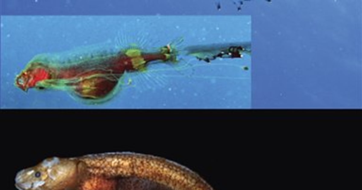 Scientists solve mystery: 3 fish are all the same