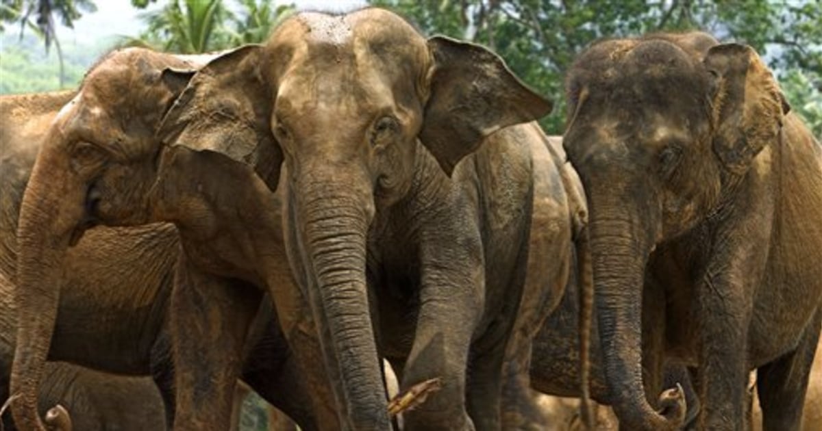 Dung deal for endangered Asian elephants