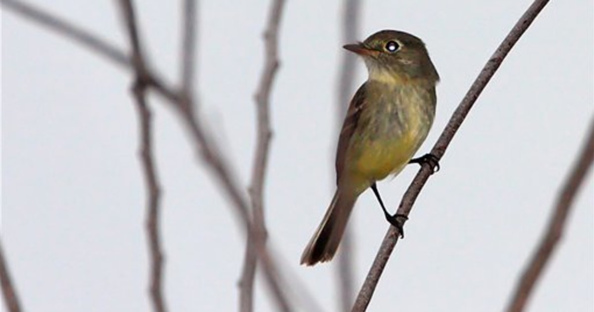 Rare 'dinky' bird migrates to U.S. for first time