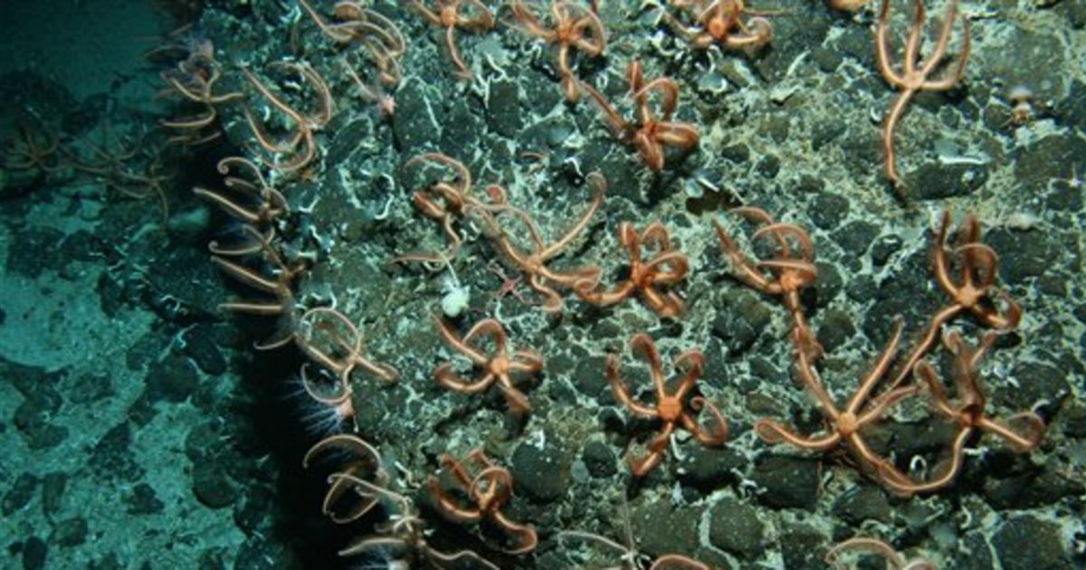 Scientists wowed by tiny starfish colony